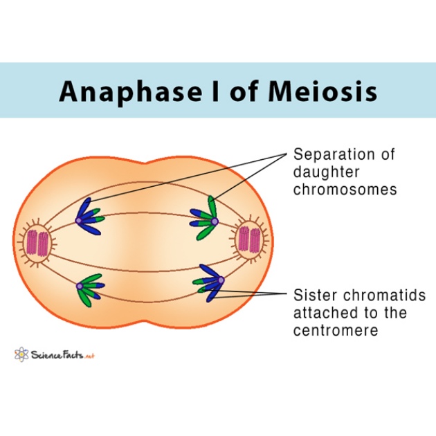 Cell Division Explorer