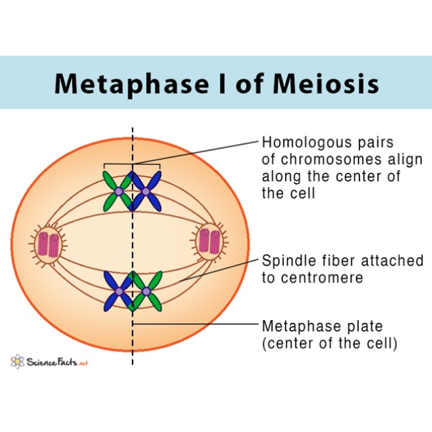 Cell Division Explorer