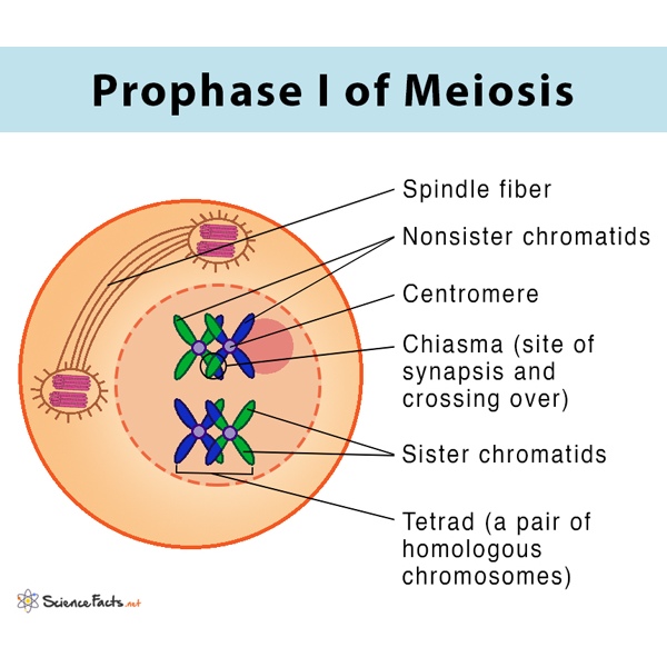Cell Division Explorer