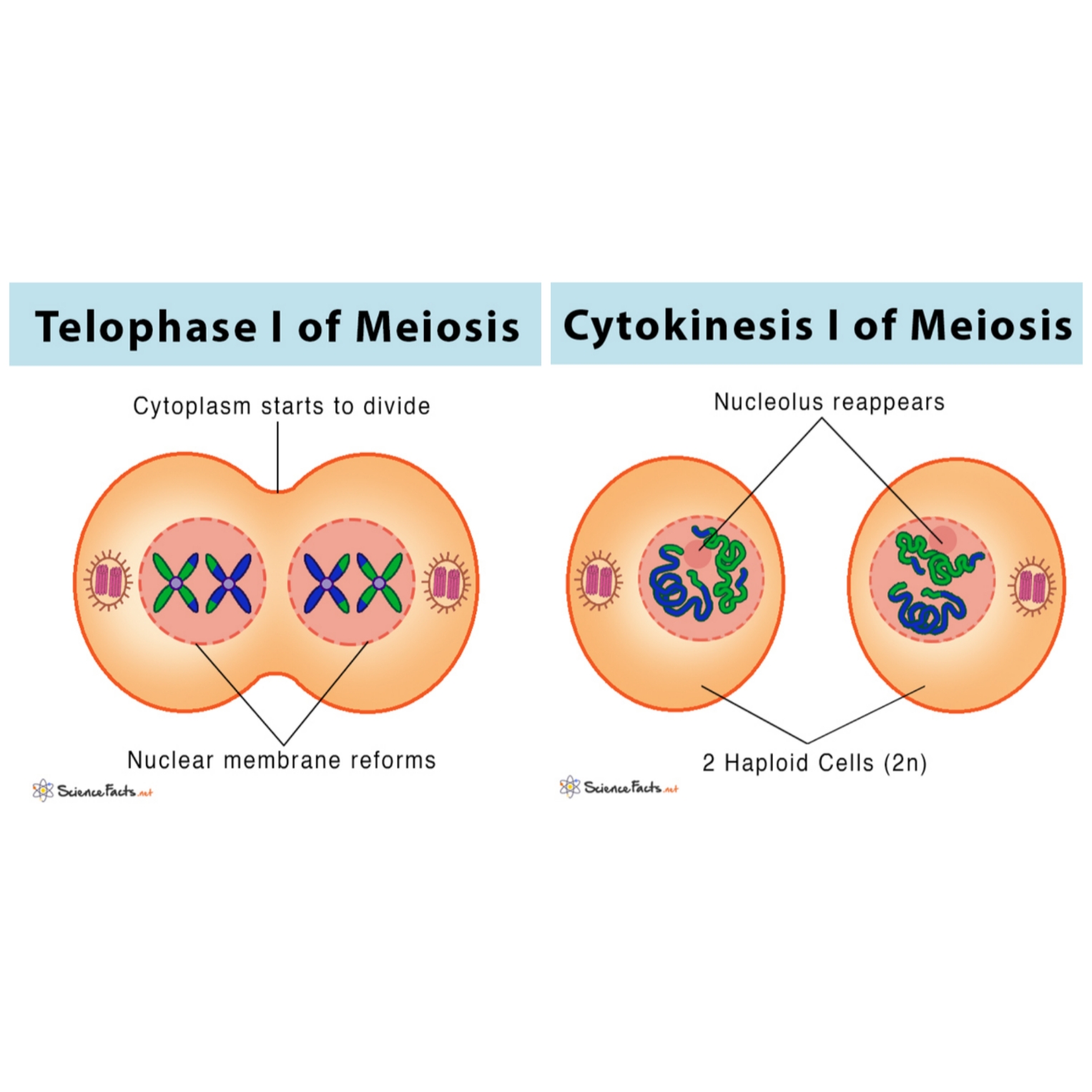 Cell Division Explorer