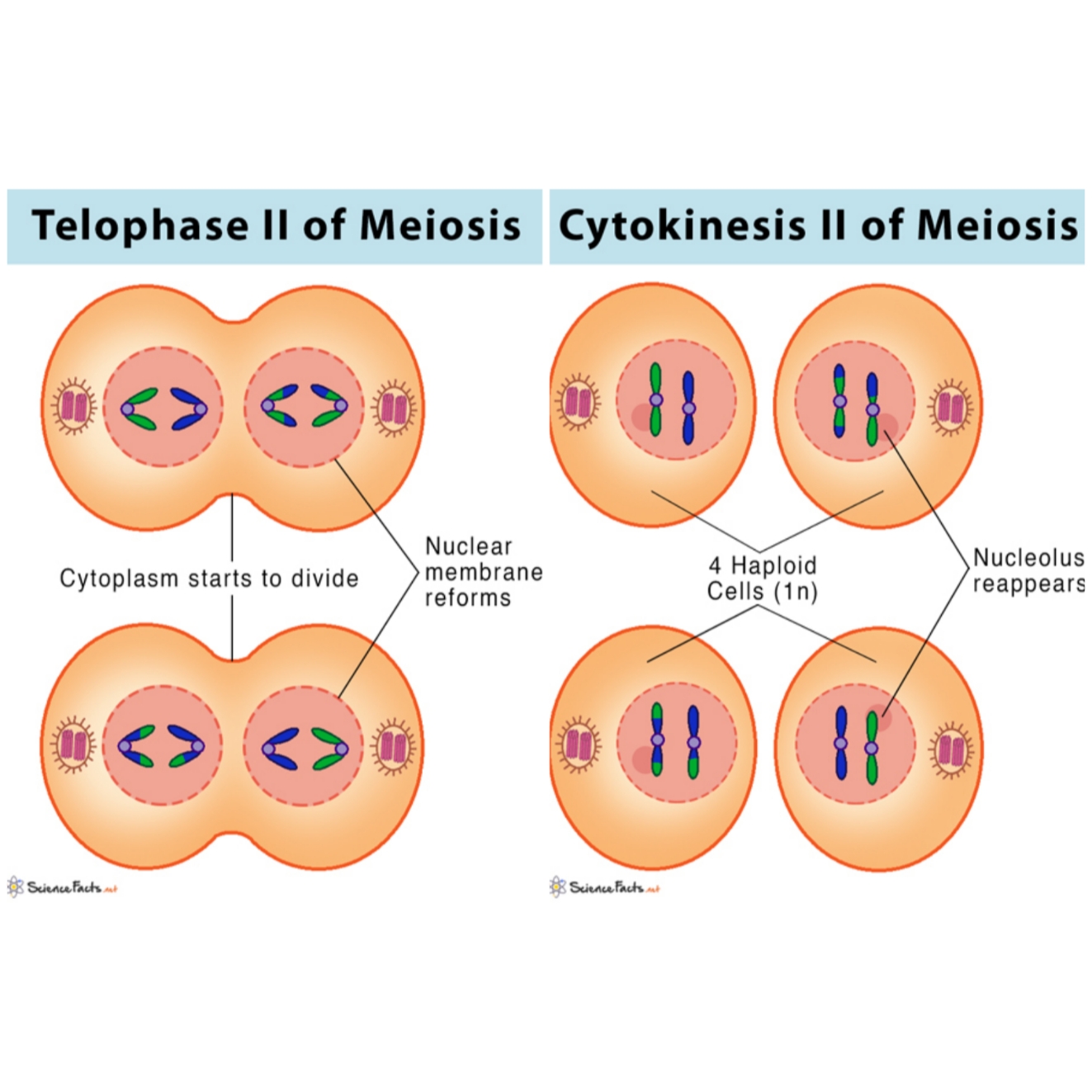 Cell Division Explorer